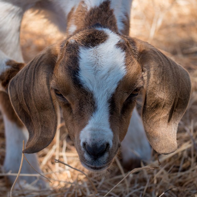 Goats In the Hood – Scott Spain